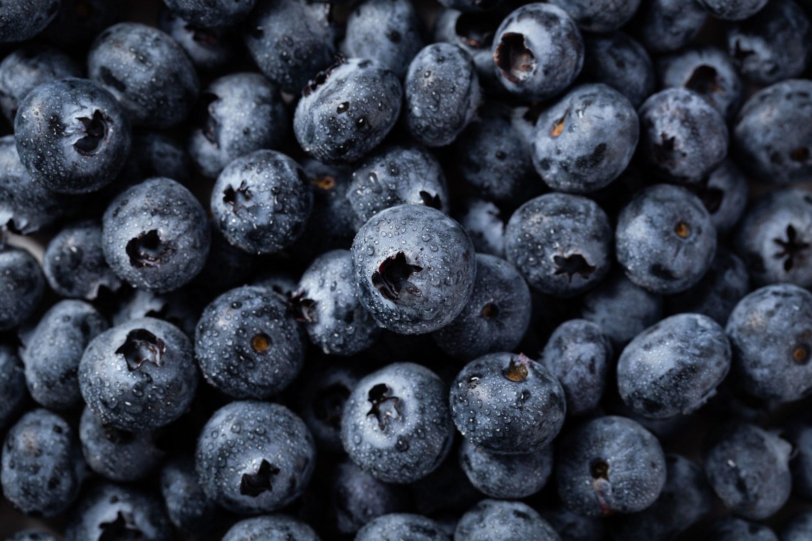 How to Grow Blueberries in India – GREGLO Step Guide